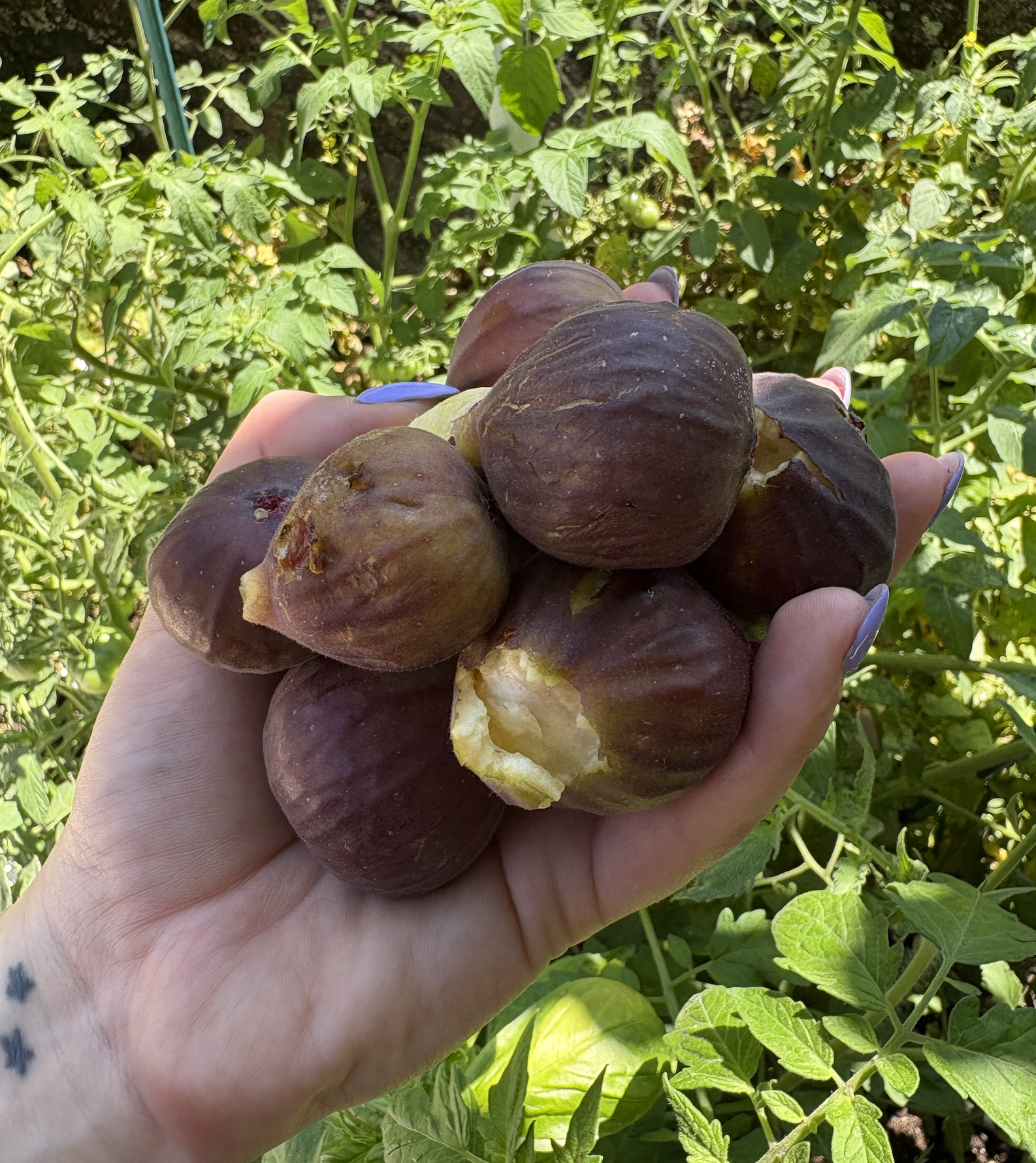 Figs: The Ancient, Delicious, Slightly Weird “Fruit” (That’s Not ...